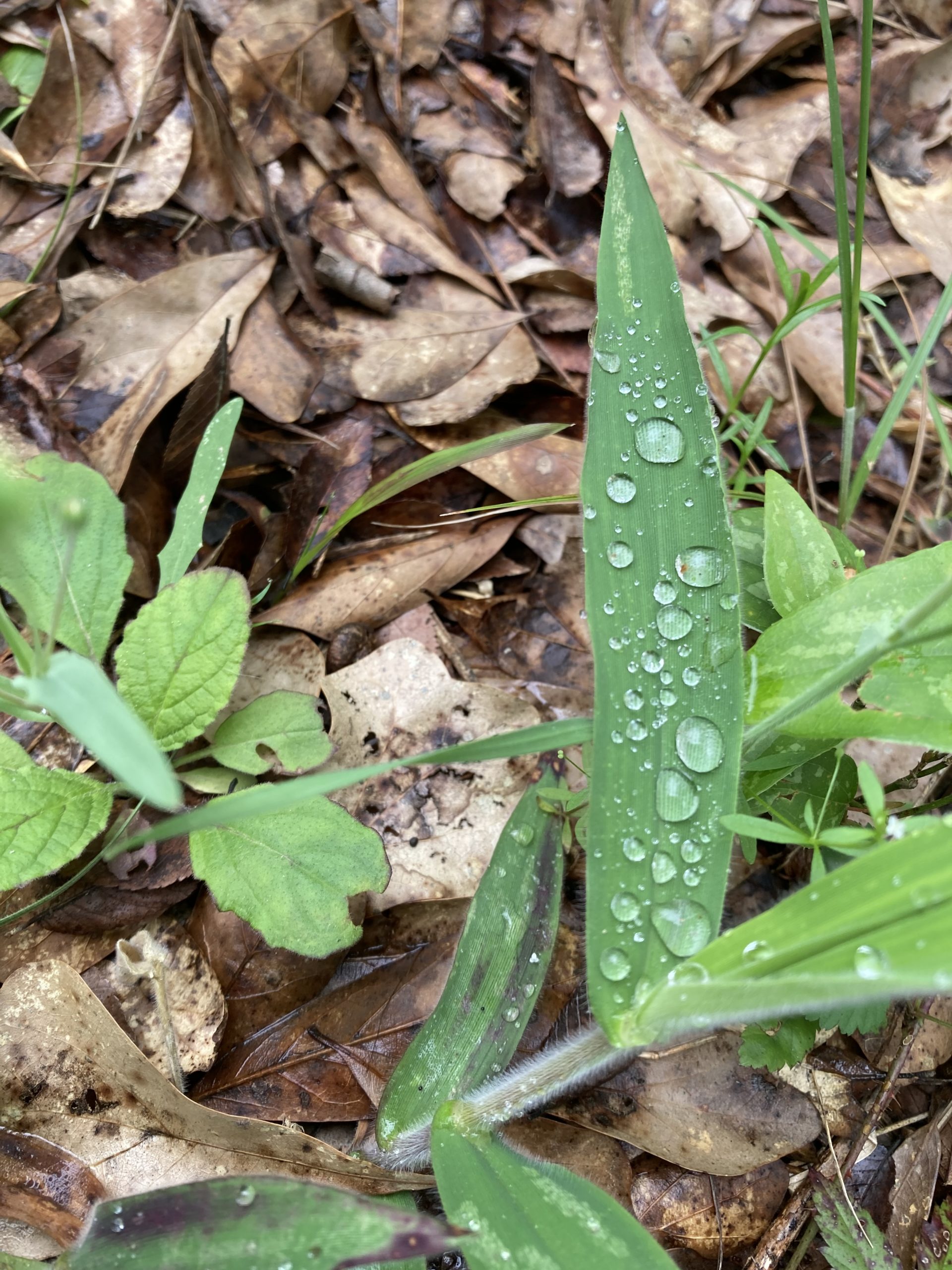 52. Restraint – Log and Speck