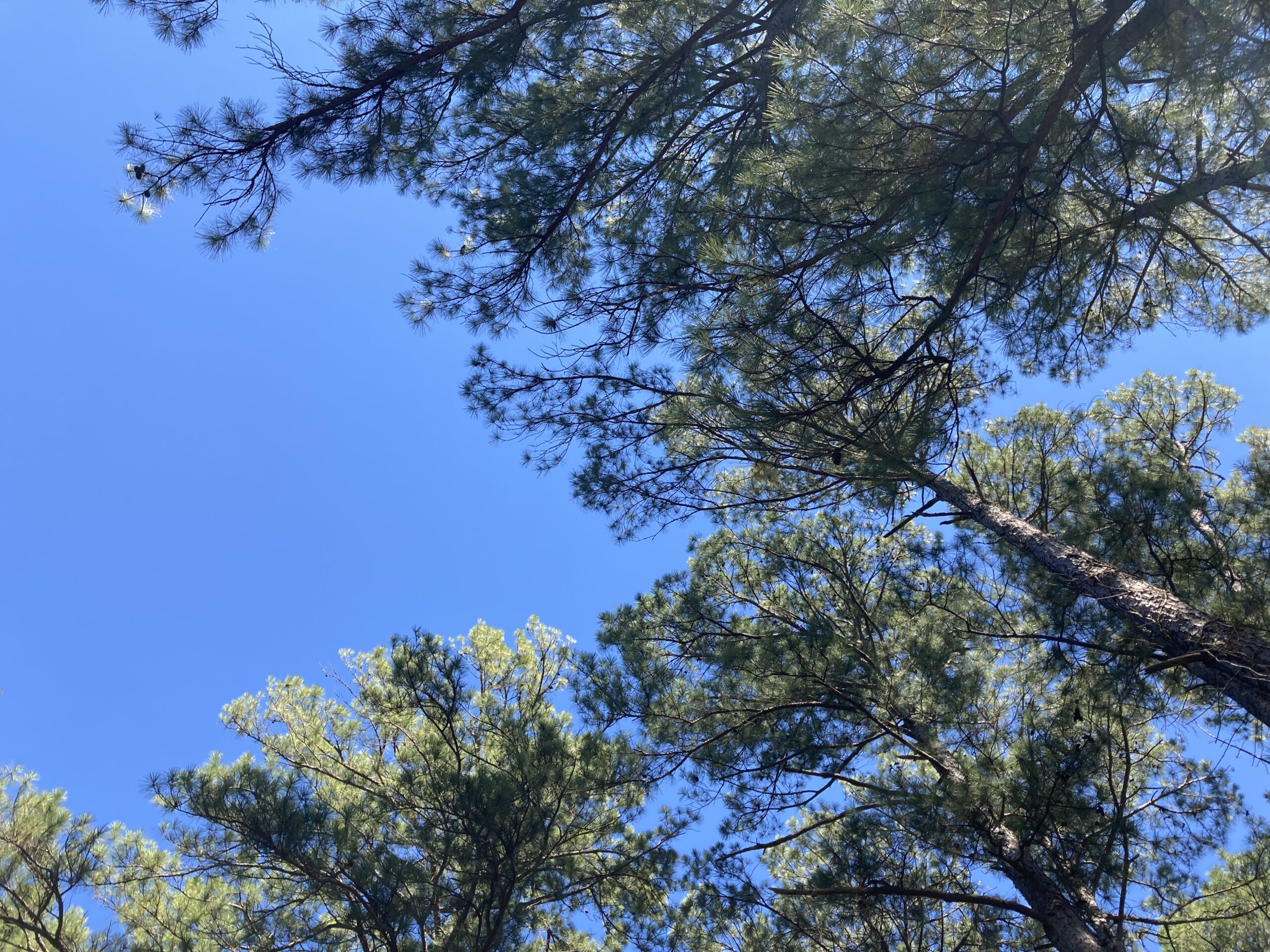 Blog 106. Parables, Parables Everywhere – Log and Speck