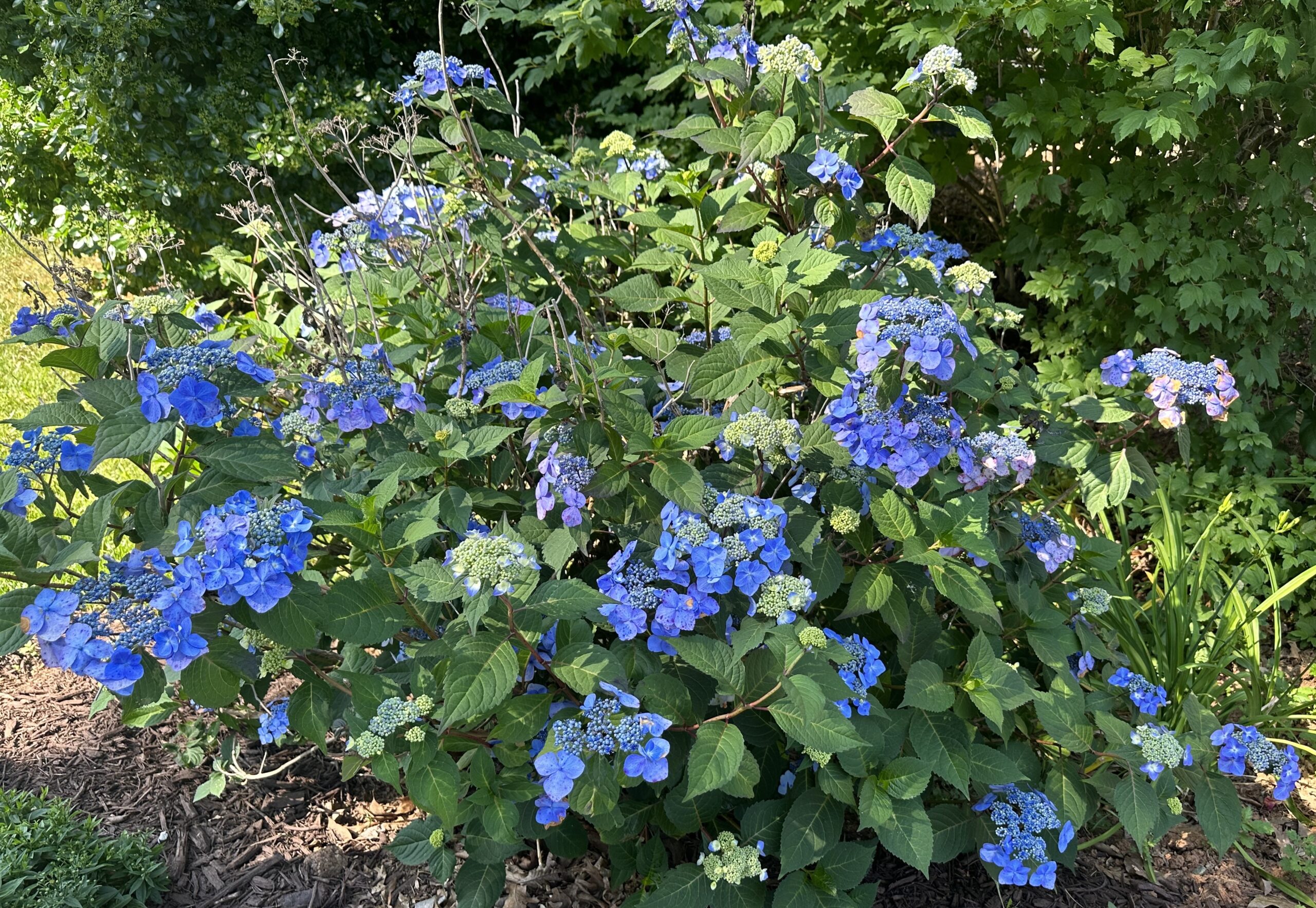 Blog 143 The Dance Series – כל and עת – Log and Speck